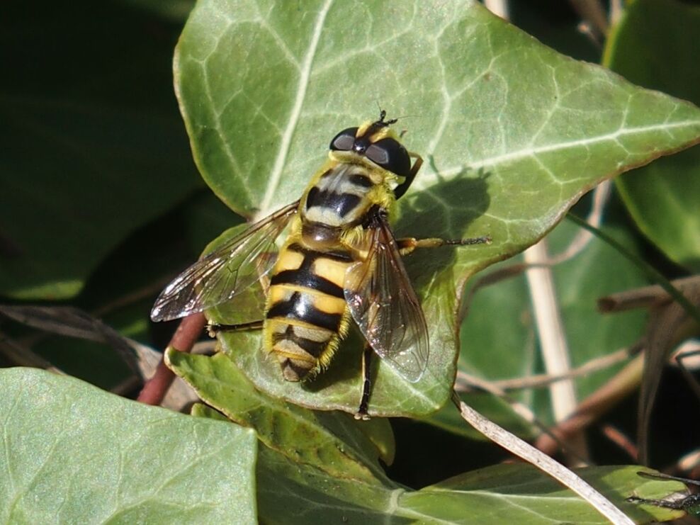 Barn owls, butterflies and hares: New wildlife gallery | Warwickshire Wildlife Trust